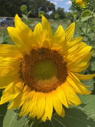 Seasonal Attractions | Gallmeyer Farms